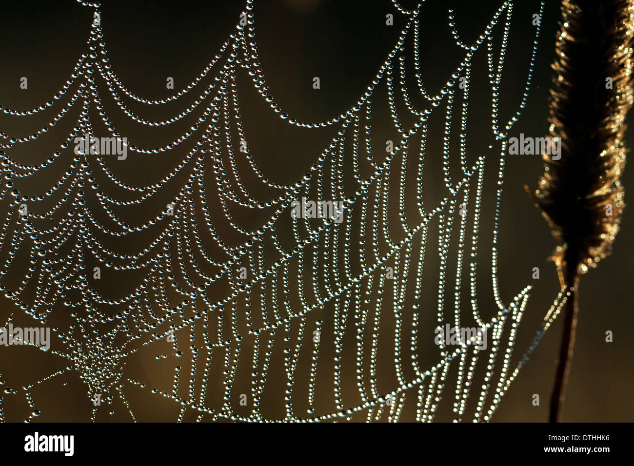 abstract background from a web shine in the sun Stock Photo - Alamy
