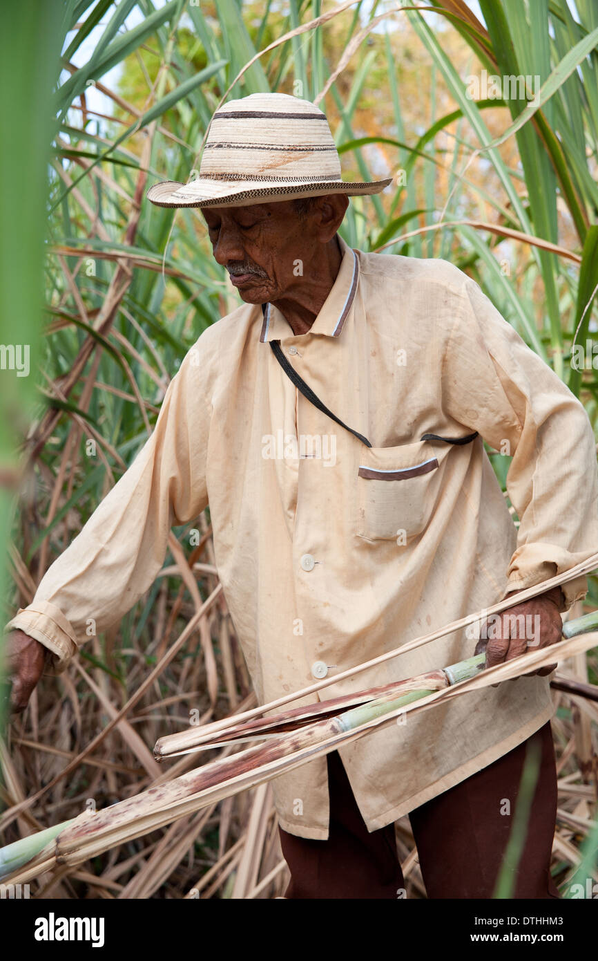 Panamanian man cutting sugarcane near Penonome in the Cocle province ...