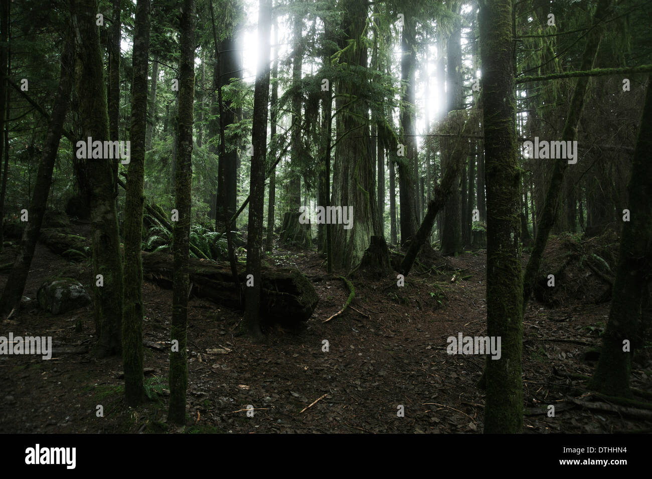 Light filtering through trees hi-res stock photography and images - Alamy