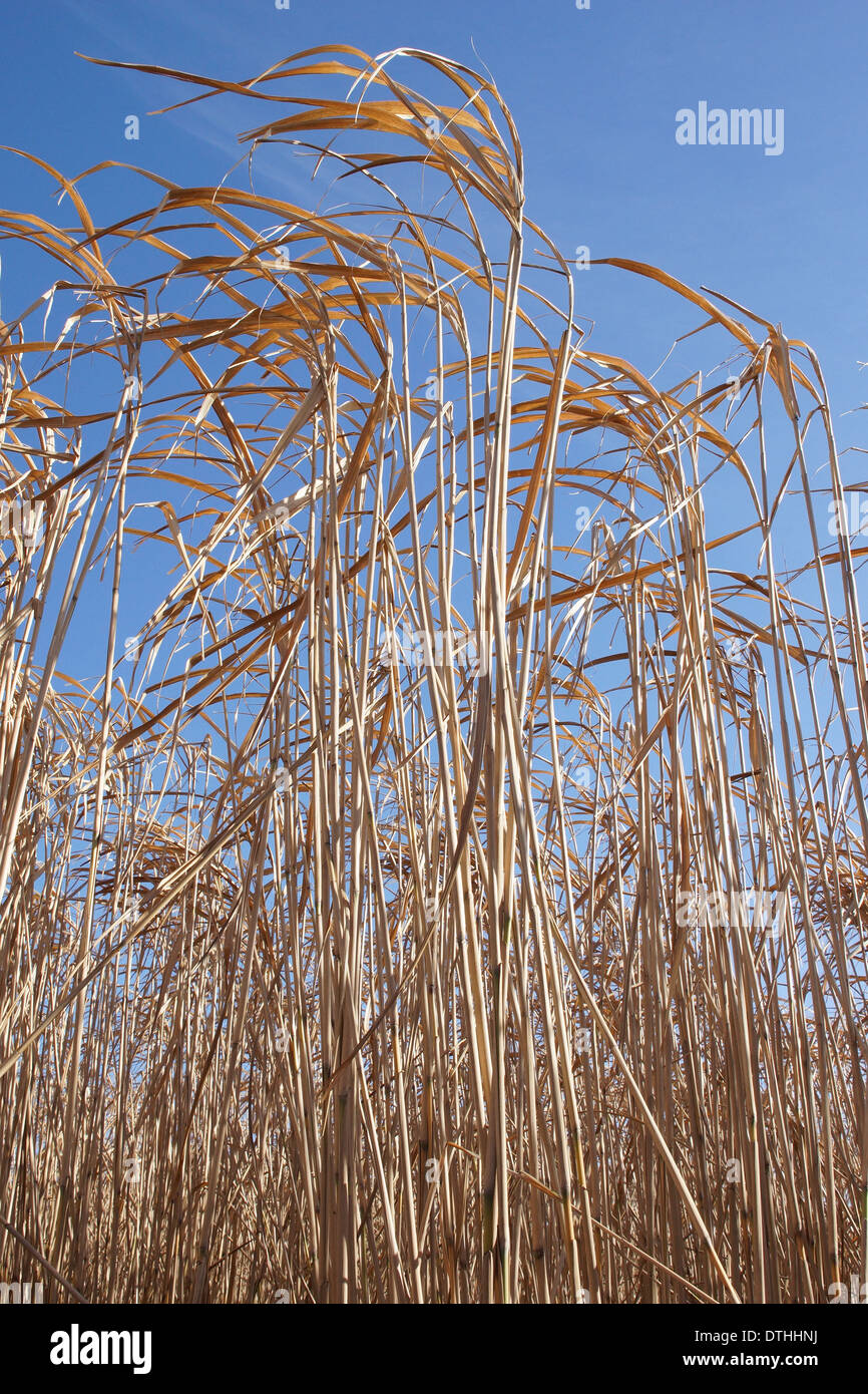 Dry Energy Grasses, raw material for renewable energy production Stock ...