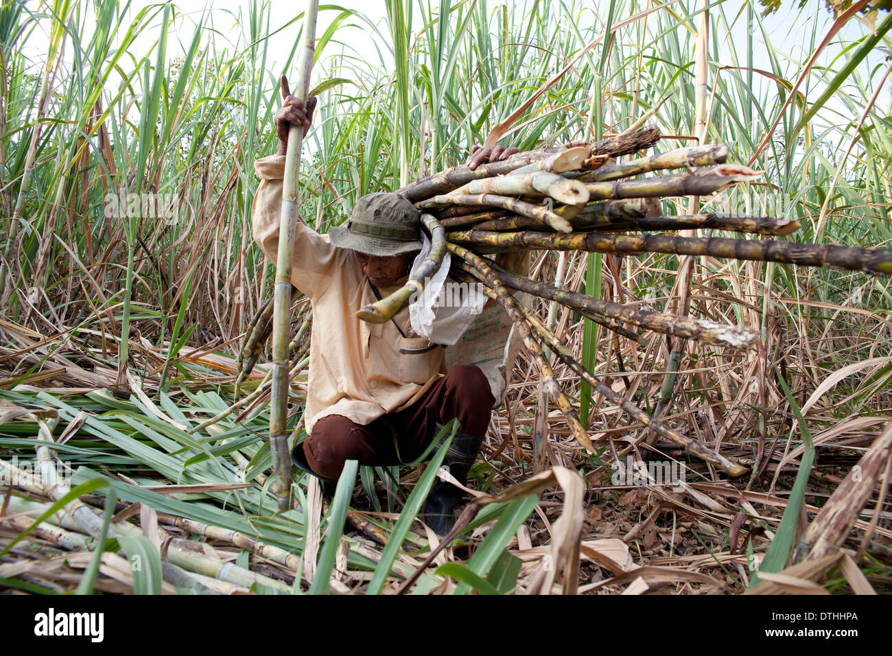 Panamanian farmer carrying sugarcane harvest at El Rosario near ...