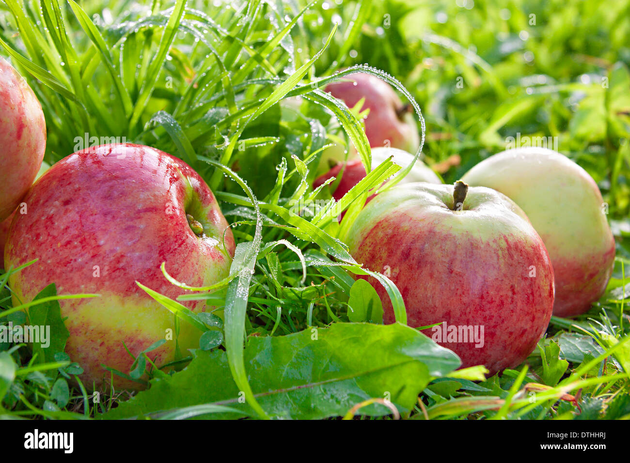 organic apples in a garden on a green grass Stock Photo - Alamy
