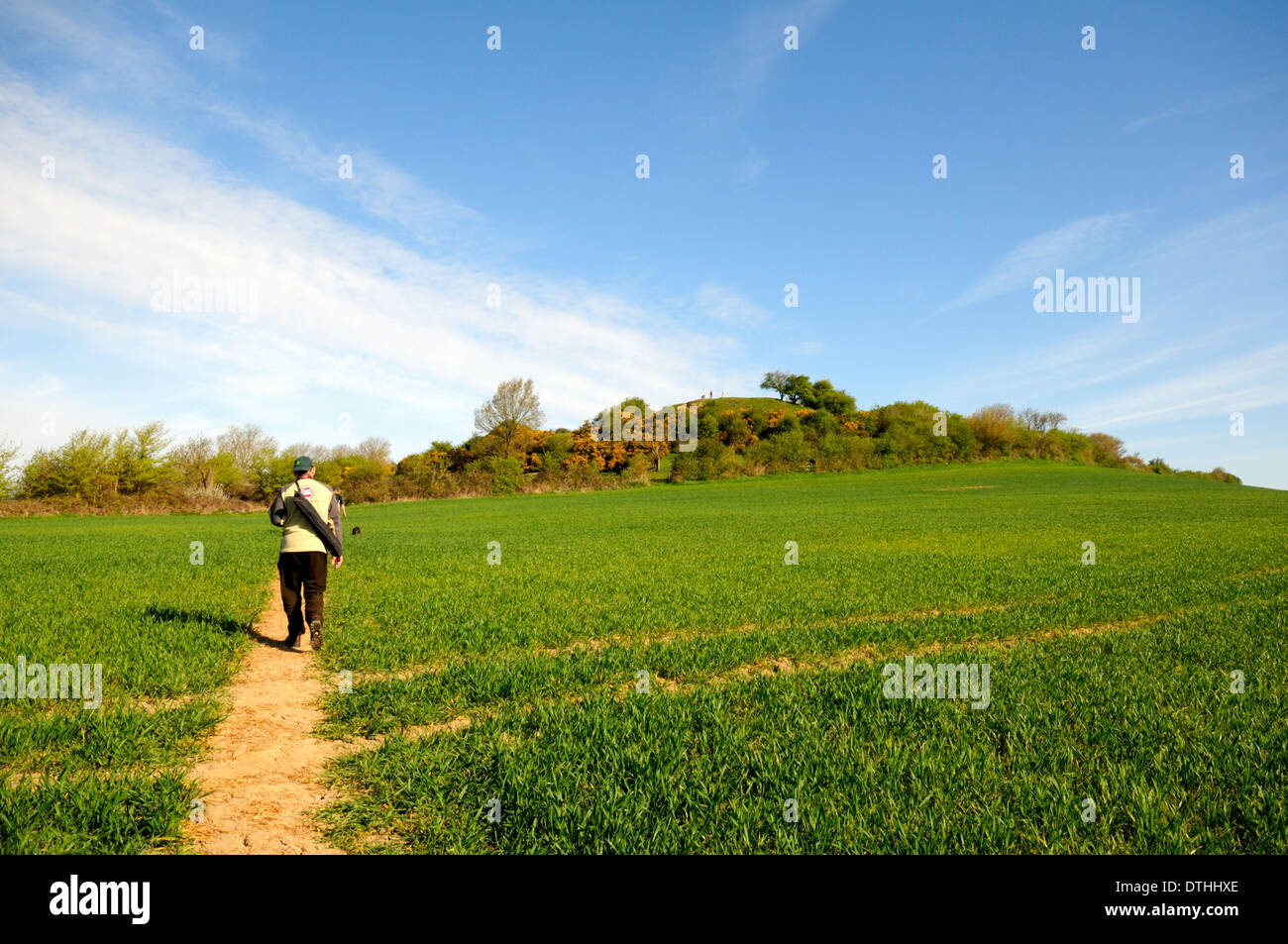Man walking footpath through corn field approaching Castle Hill at ...