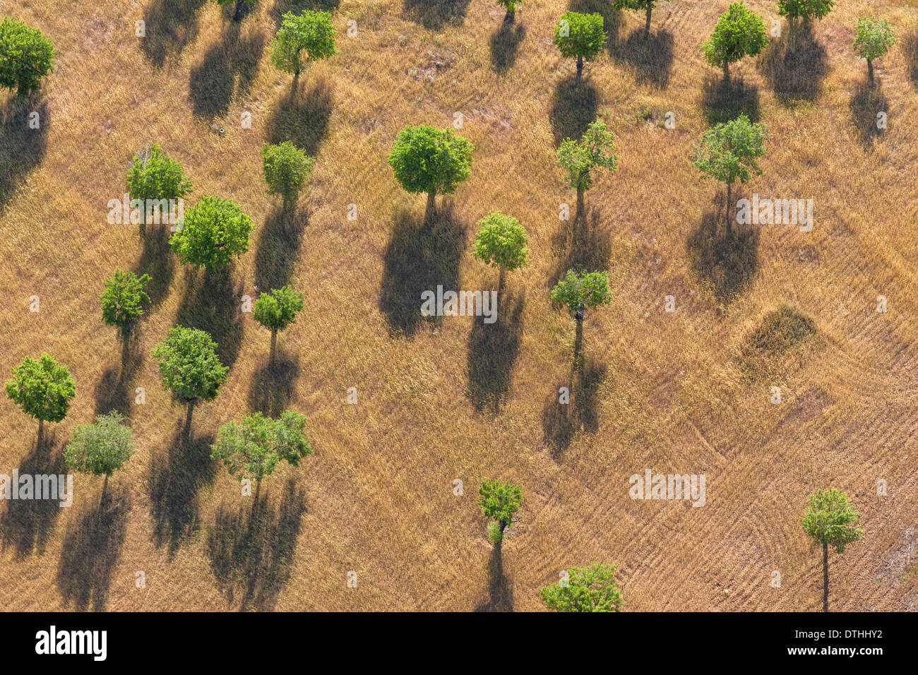 Almond trees aerial hi-res stock photography and images - Alamy