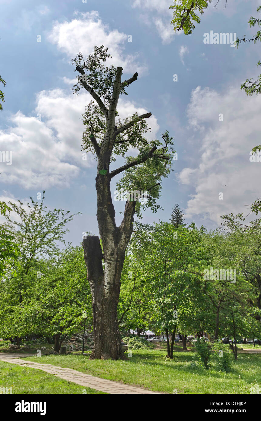 Old big birch trim tree in garden Stock Photo - Alamy