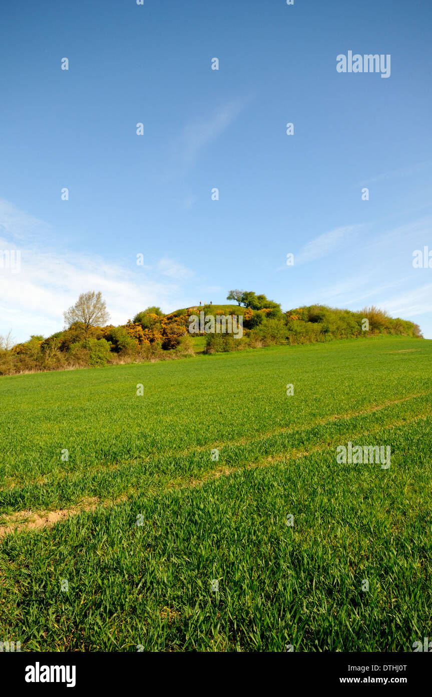 Corn field leading to Castle Hill in background at Upper Brailes in ...