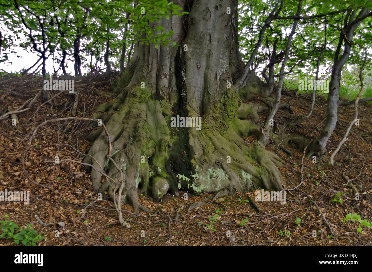 Huge trunk hi-res stock photography and images - Alamy