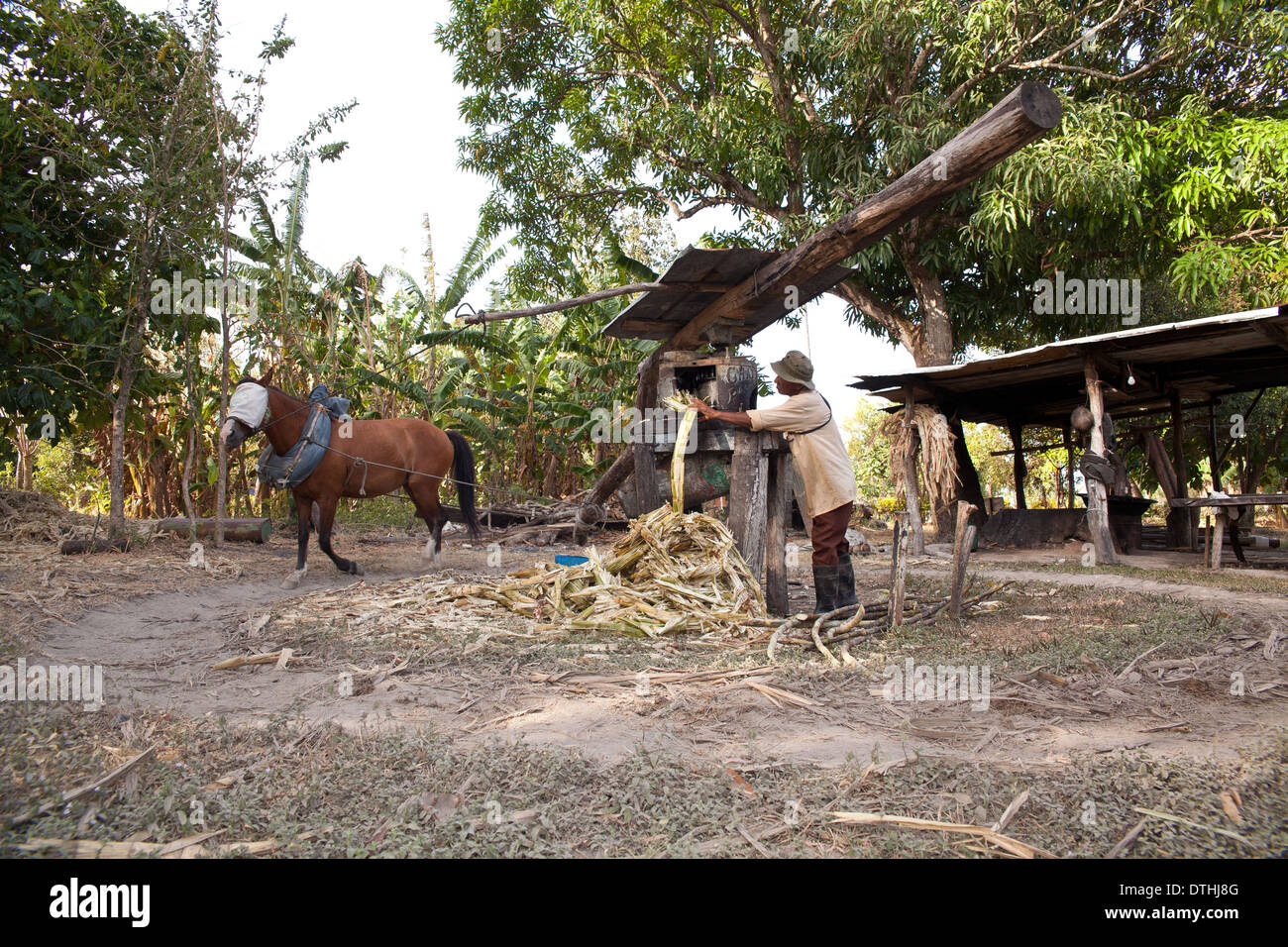 Panamanian man in a part of the process making Raspadura from sugarcane ...