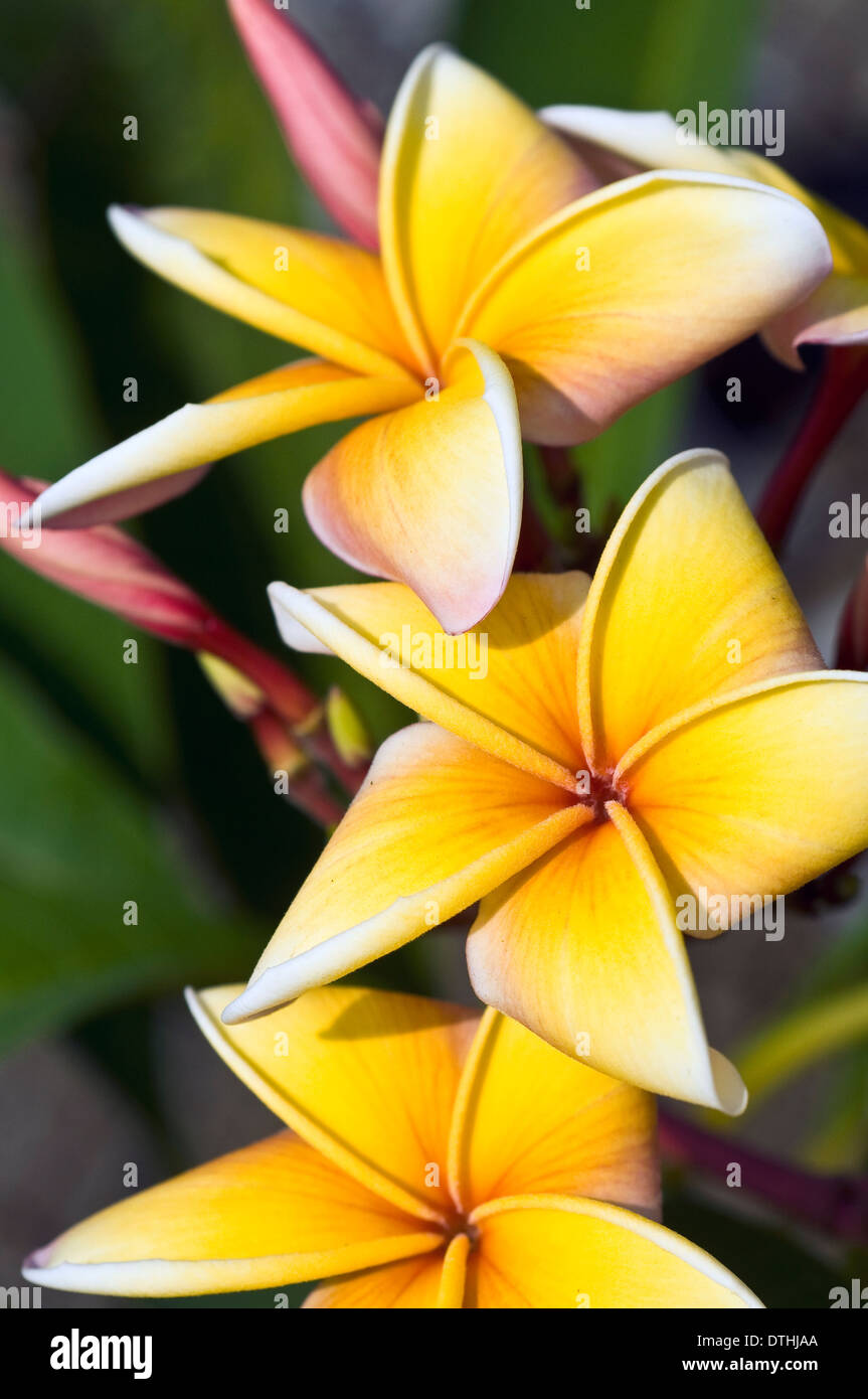 Three Yellow Flower Stock Photo - Alamy