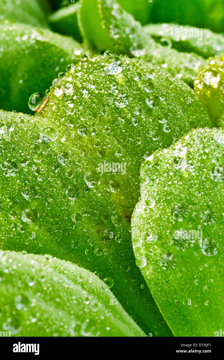 Am trying hi-res stock photography and images - Alamy