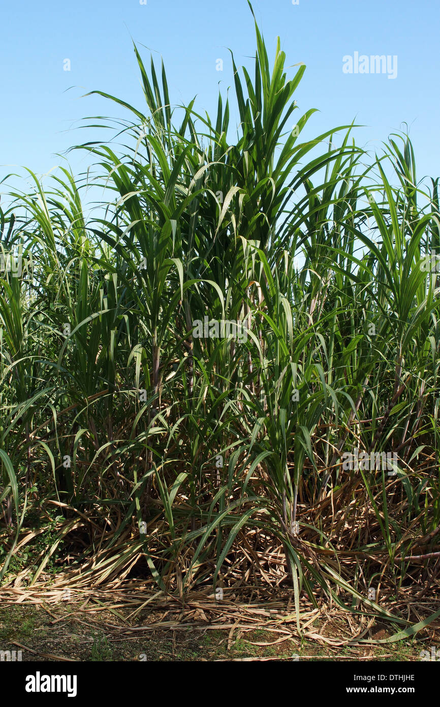 Sugar cane field caribbean hi-res stock photography and images - Alamy