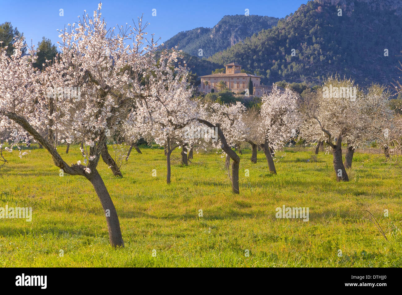 Son fuster inca hi-res stock photography and images - Alamy