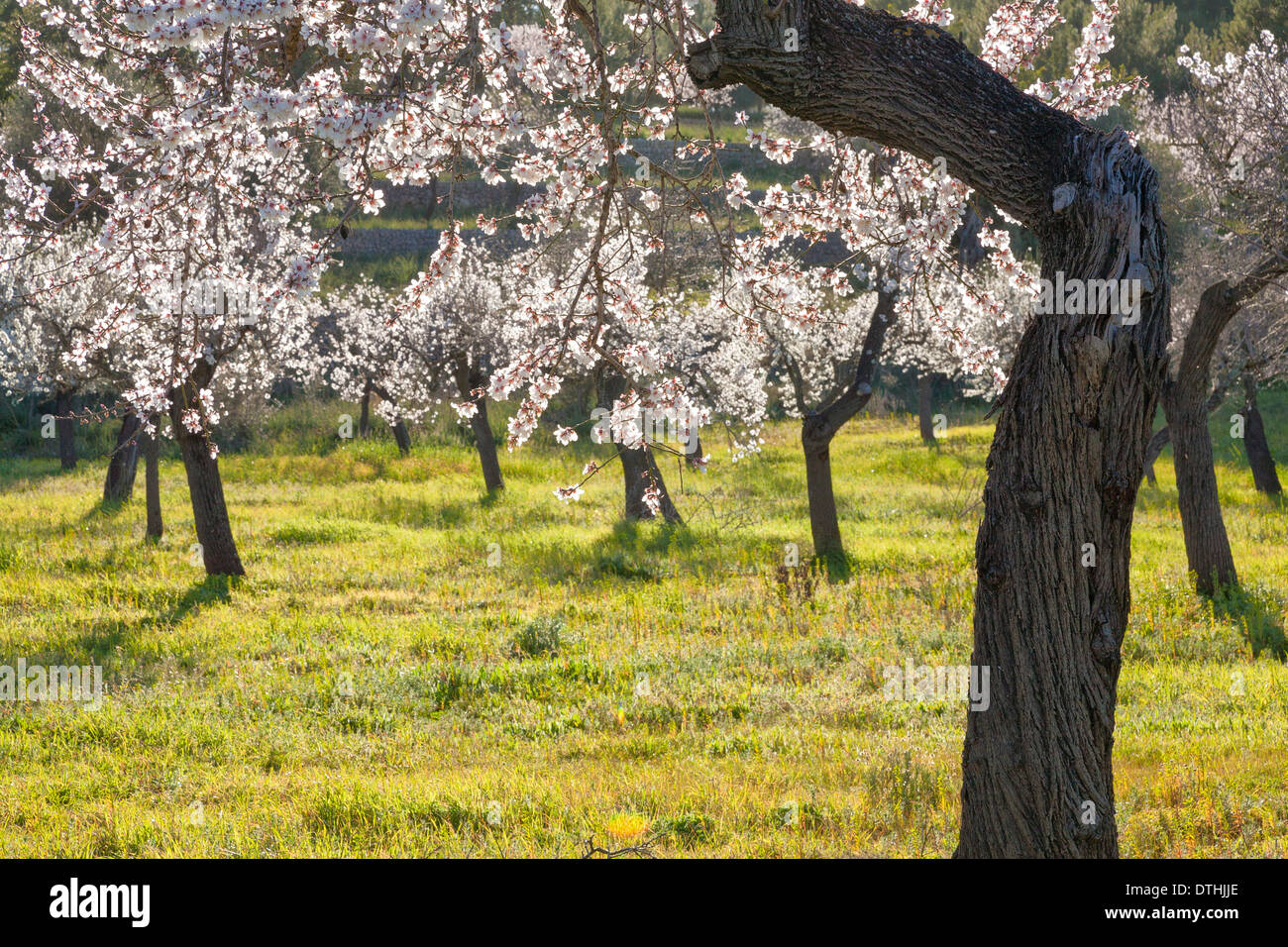 Almond trees in blossom in February and cultivation land. Esporles area ...