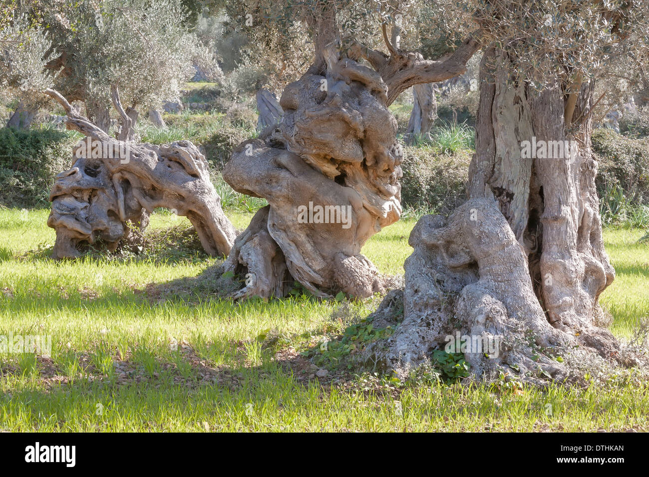 Centennial olive hi-res stock photography and images - Alamy