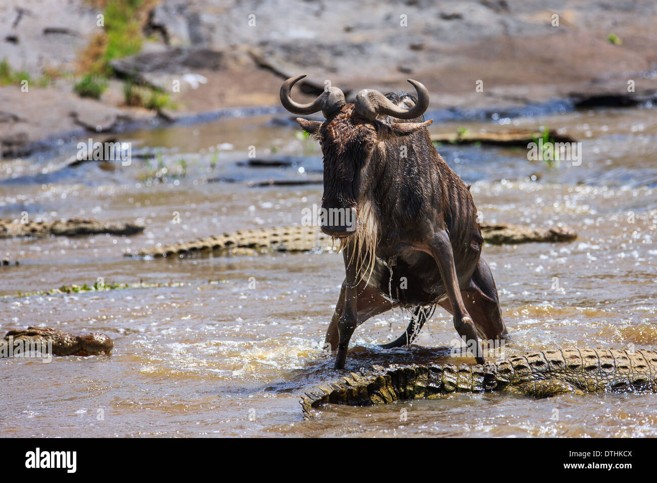 Wildebeest crossing Mara river Stock Photo - Alamy