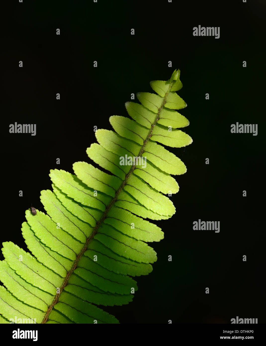 Fern isolated on black Stock Photo - Alamy