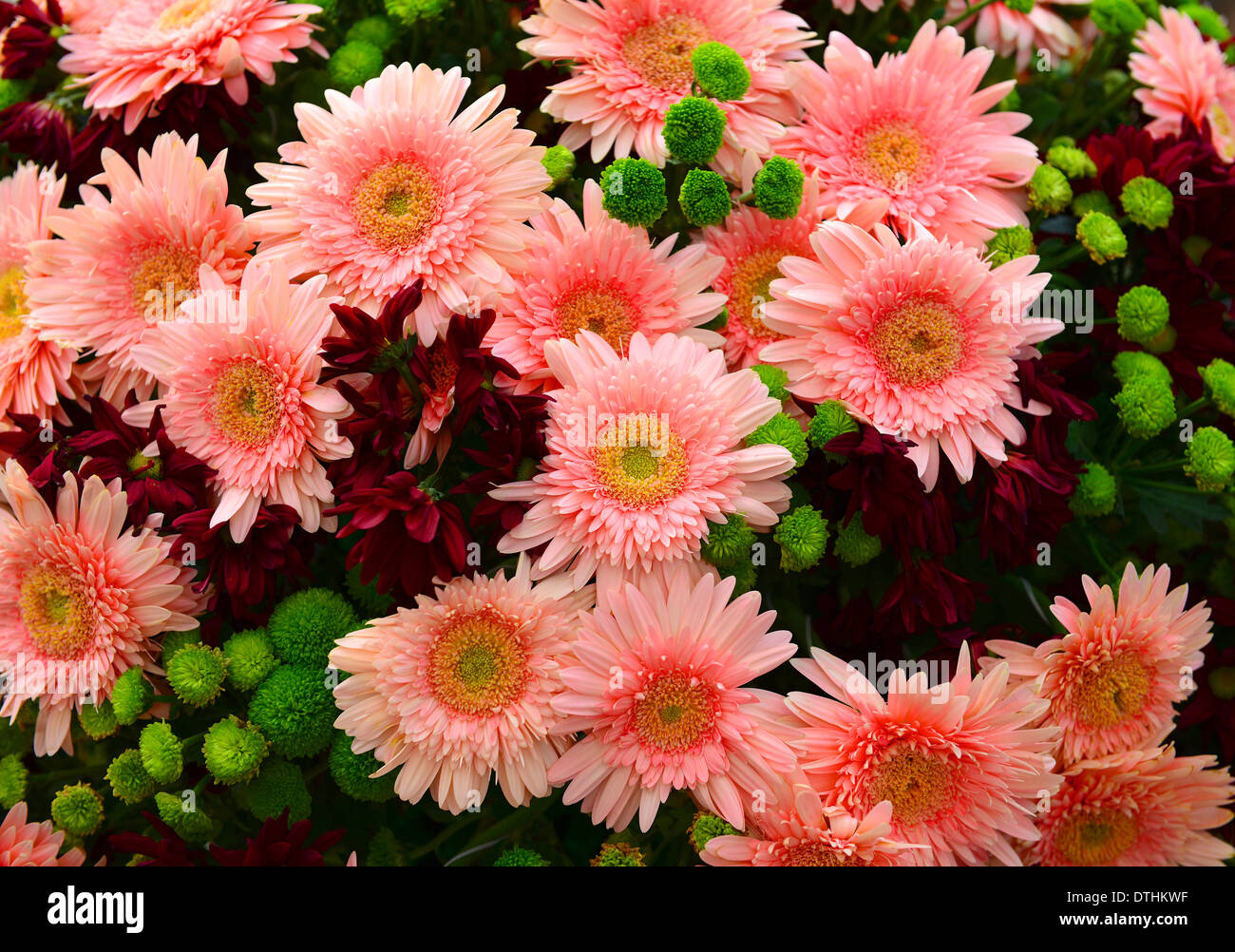 Gerbera flower arrangement hi-res stock photography and images - Alamy