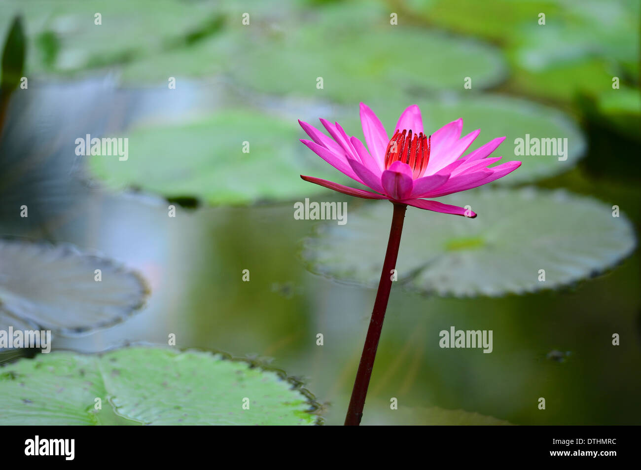 Pink water lily Stock Photo - Alamy