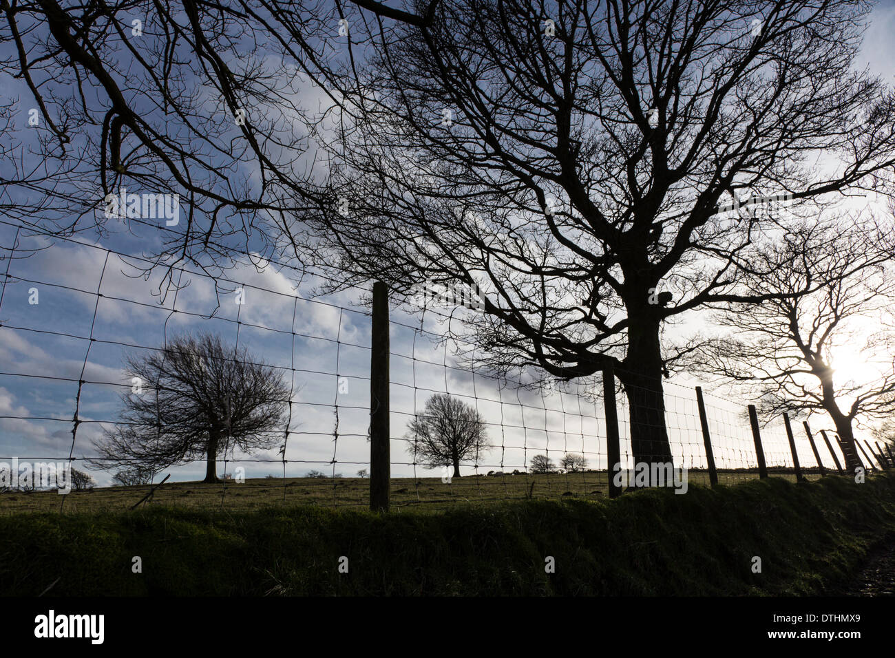 England english dusk trees hi-res stock photography and images - Alamy