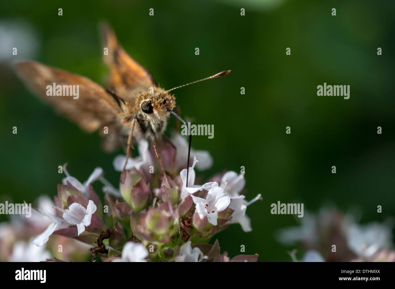 European skipper (Thymelicus lineola) butterfly resting on a flower ...