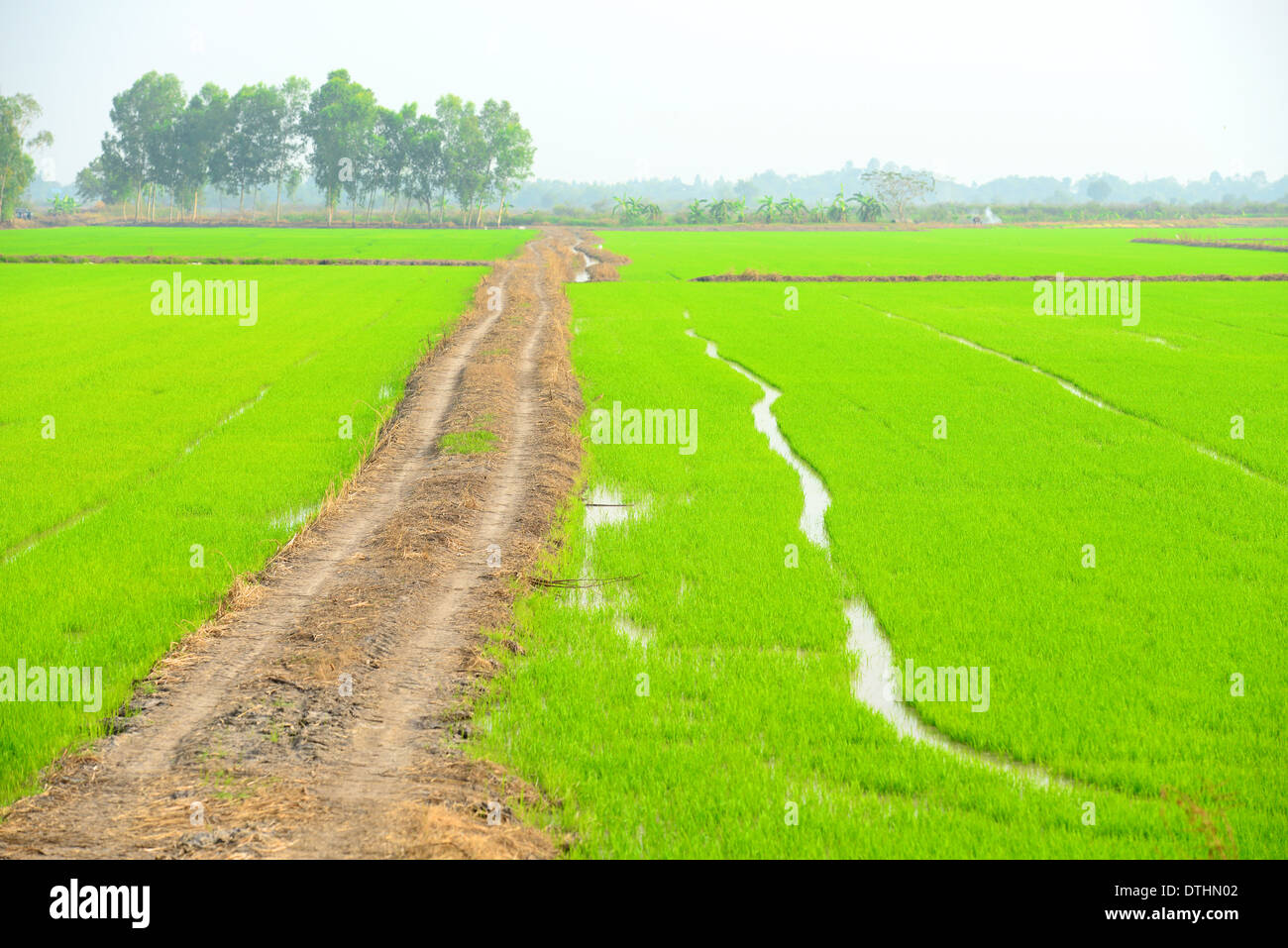 Rice or paddy hi-res stock photography and images - Alamy