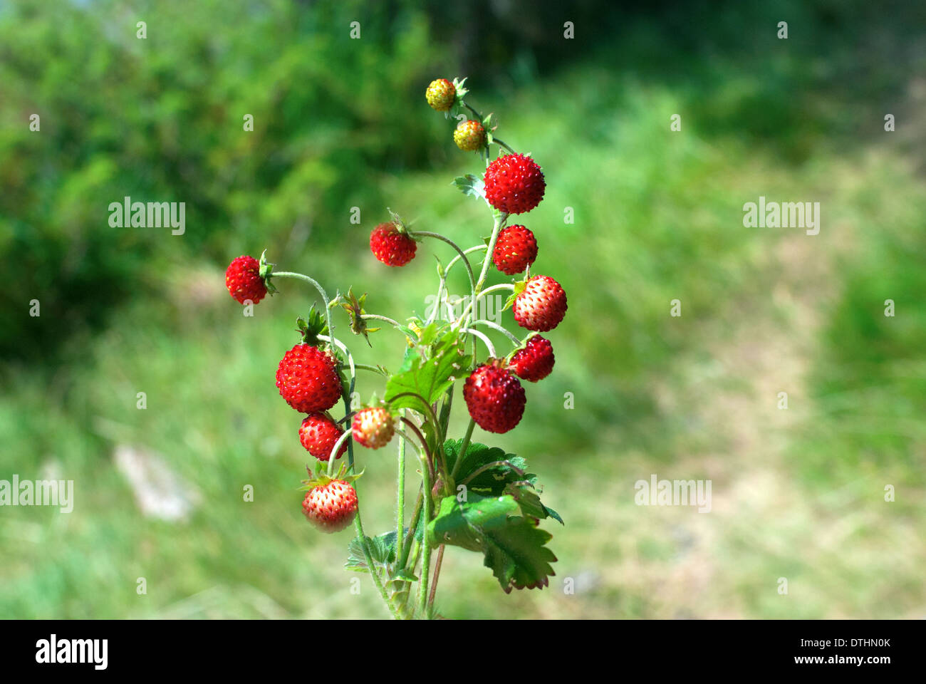 Wild strawberries in a forest Stock Photo - Alamy