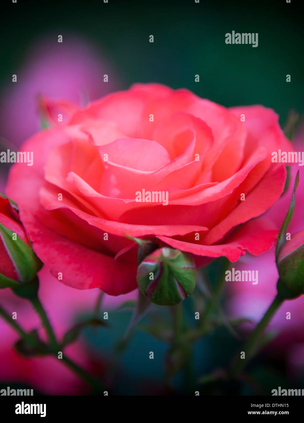 Rose from the Portland Rose Garden, Portland, Oregon, USA Stock Photo ...