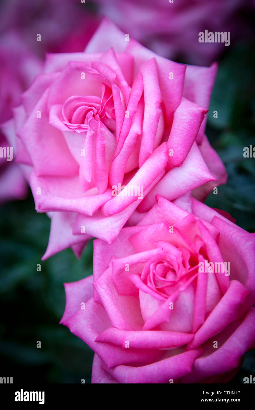 Rose from the Portland Rose Garden, Portland, Oregon, USA Stock Photo ...