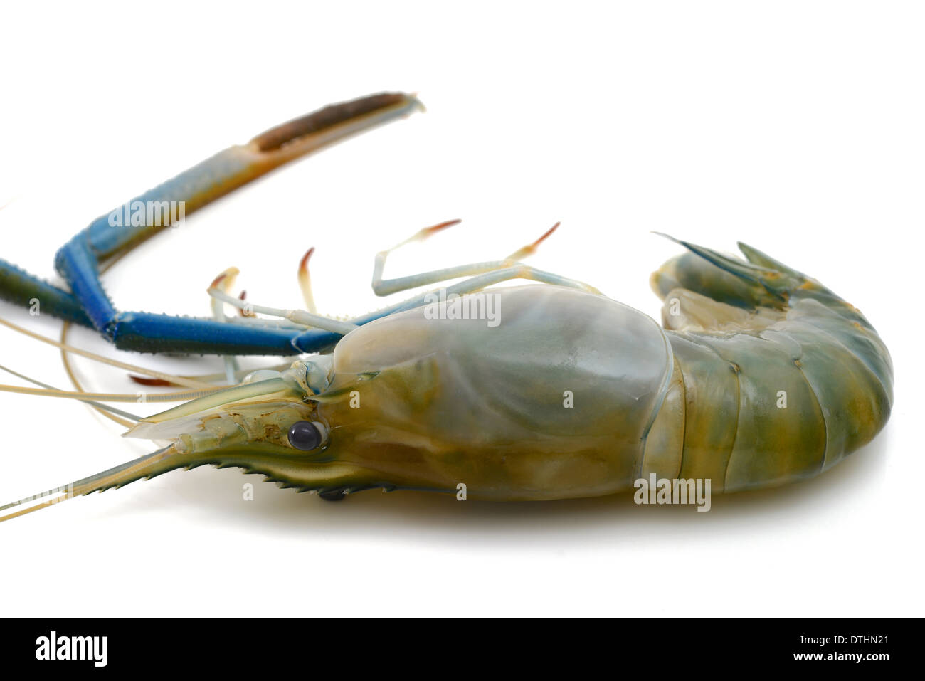 Shrimp isolated on white Stock Photo - Alamy