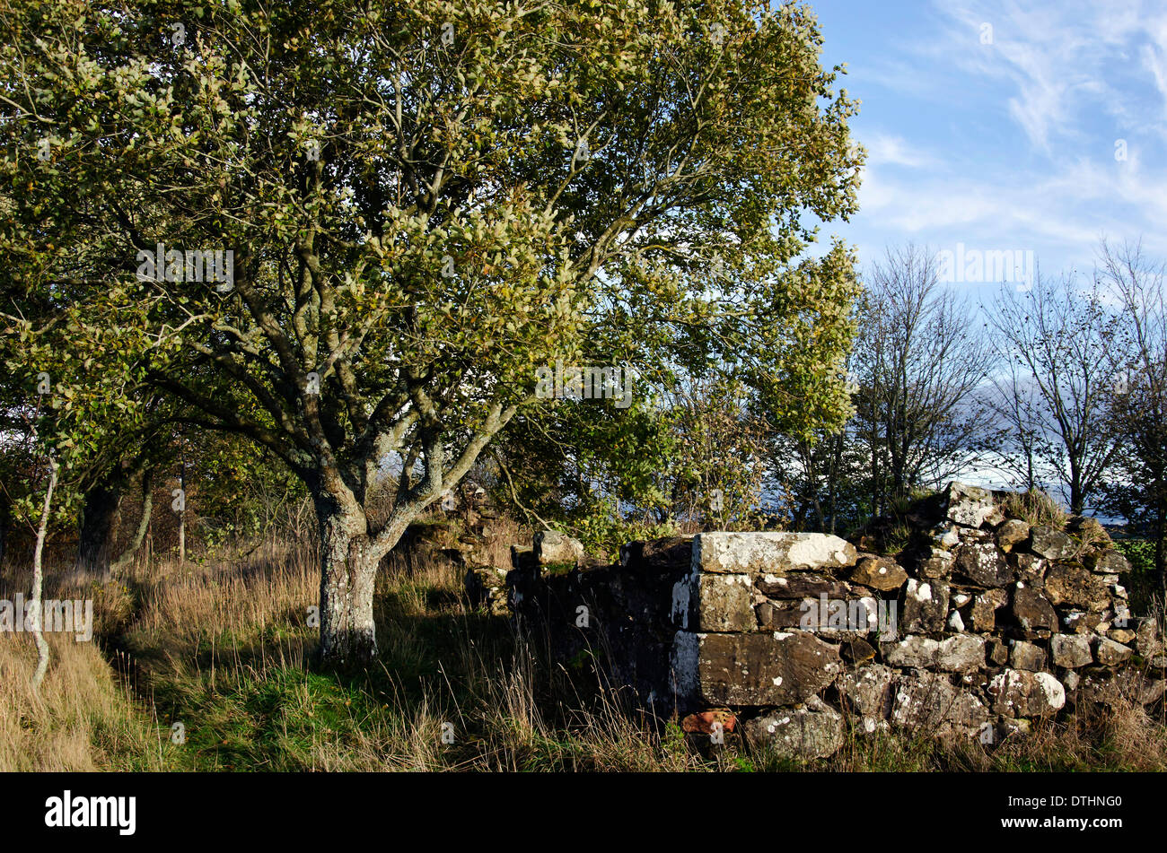 Trees next to an old stone wall Stock Photo - Alamy