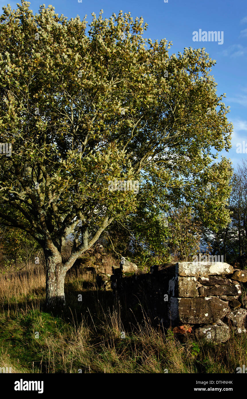 Trees next to an old stone wall Stock Photo - Alamy