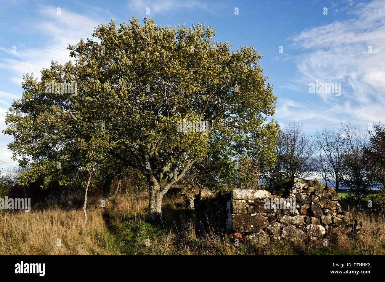 Trees next to an old stone wall Stock Photo - Alamy