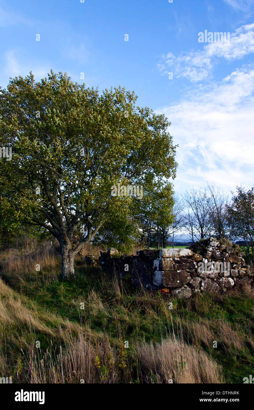 Trees next to an old stone wall Stock Photo - Alamy