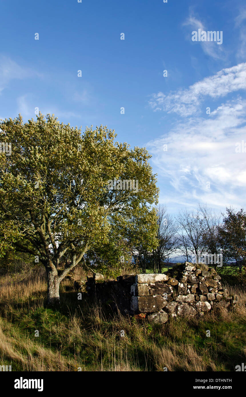Trees next to an old stone wall Stock Photo - Alamy
