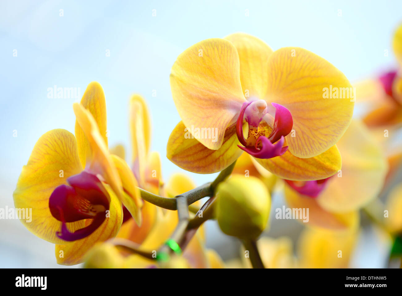 Sparse yellow hi-res stock photography and images - Alamy