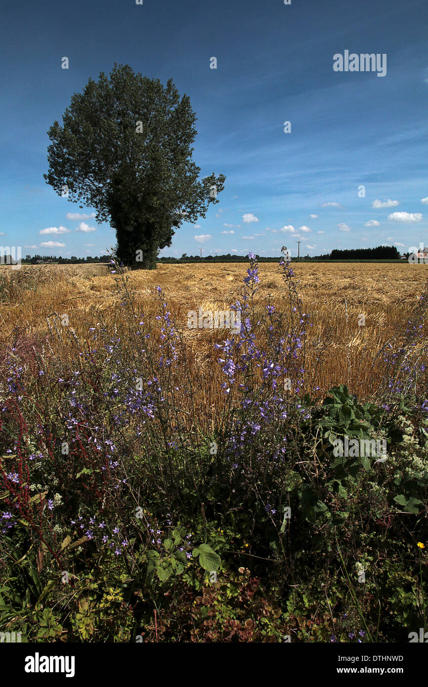 Tree with mauve flowers hi-res stock photography and images - Alamy