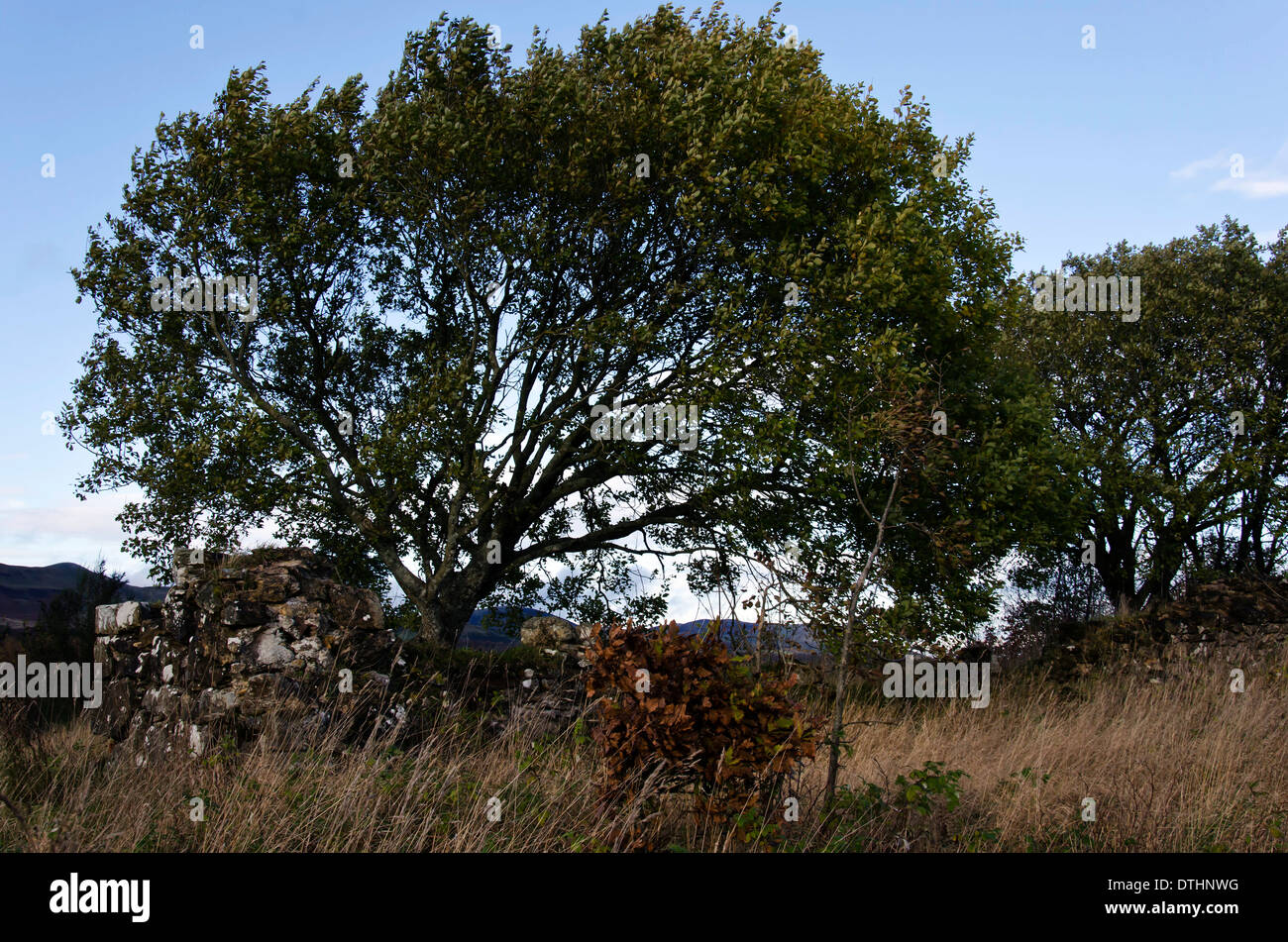 Trees next to an old stone wall Stock Photo - Alamy