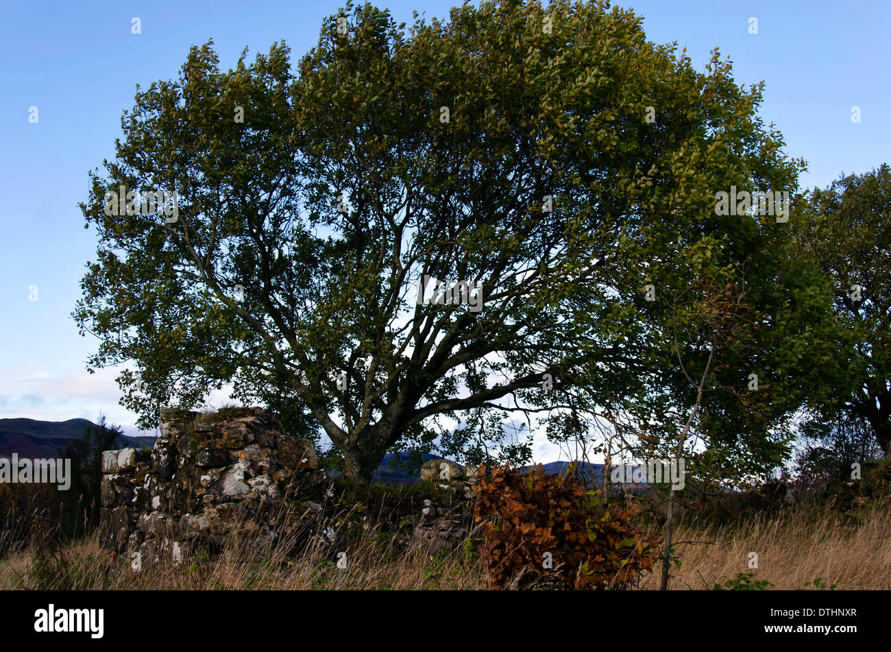 Trees next to an old stone wall Stock Photo - Alamy