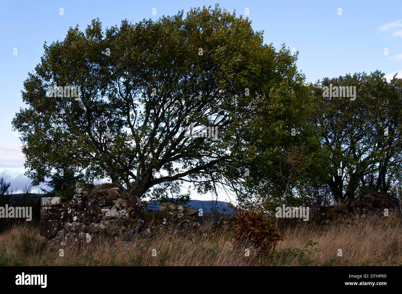Trees next to an old stone wall Stock Photo - Alamy