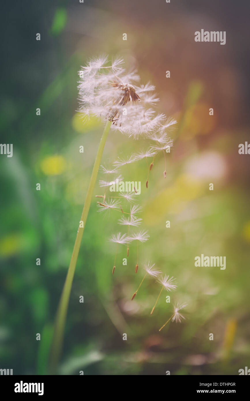 Dandelion herb dropping seeds Stock Photo - Alamy