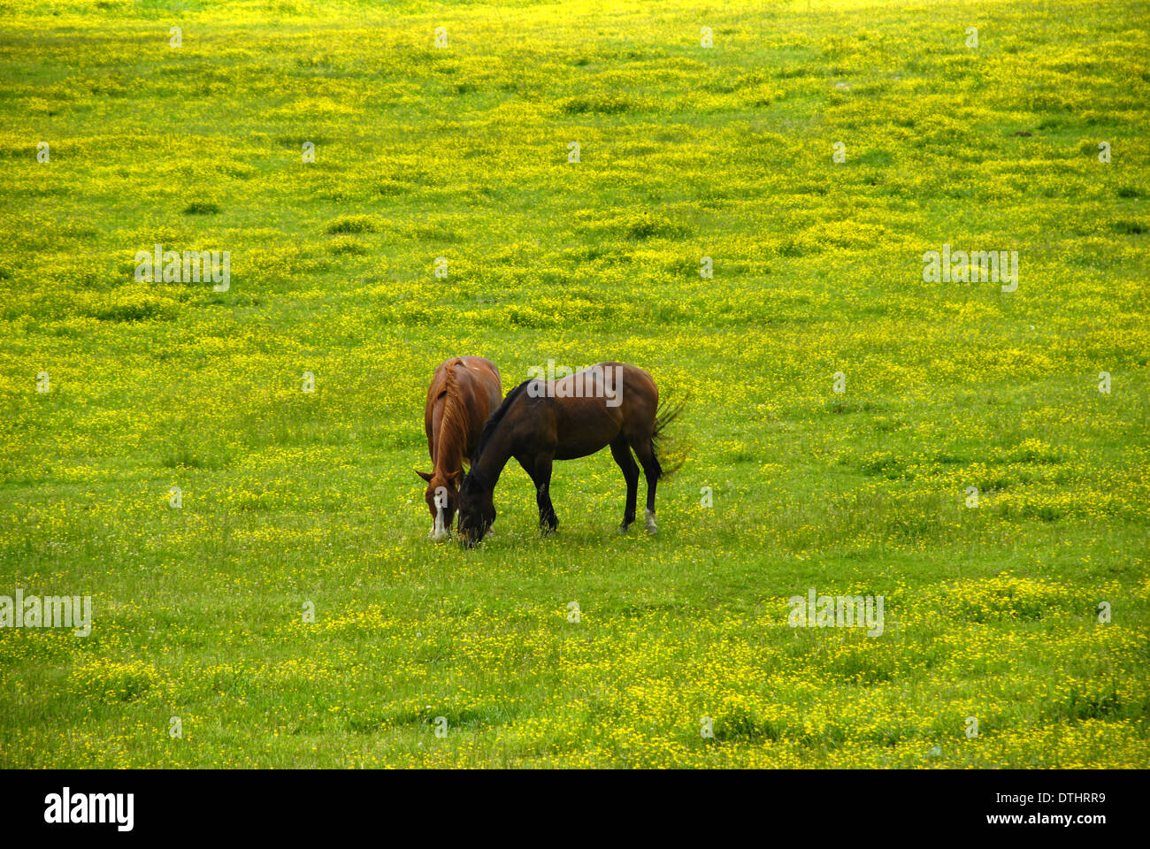Two horses in open hi-res stock photography and images - Alamy