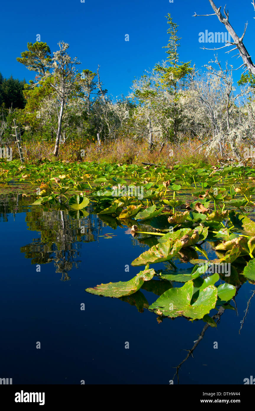 Weed Island on Tahkenitch Lake, Oregon Dunes National Recreation Area ...
