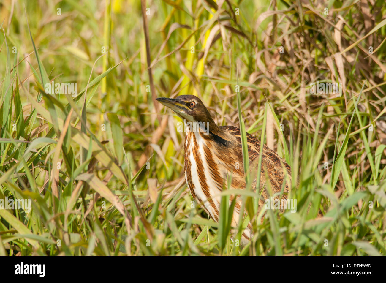 American Bittern hiding in the reeds Stock Photo - Alamy