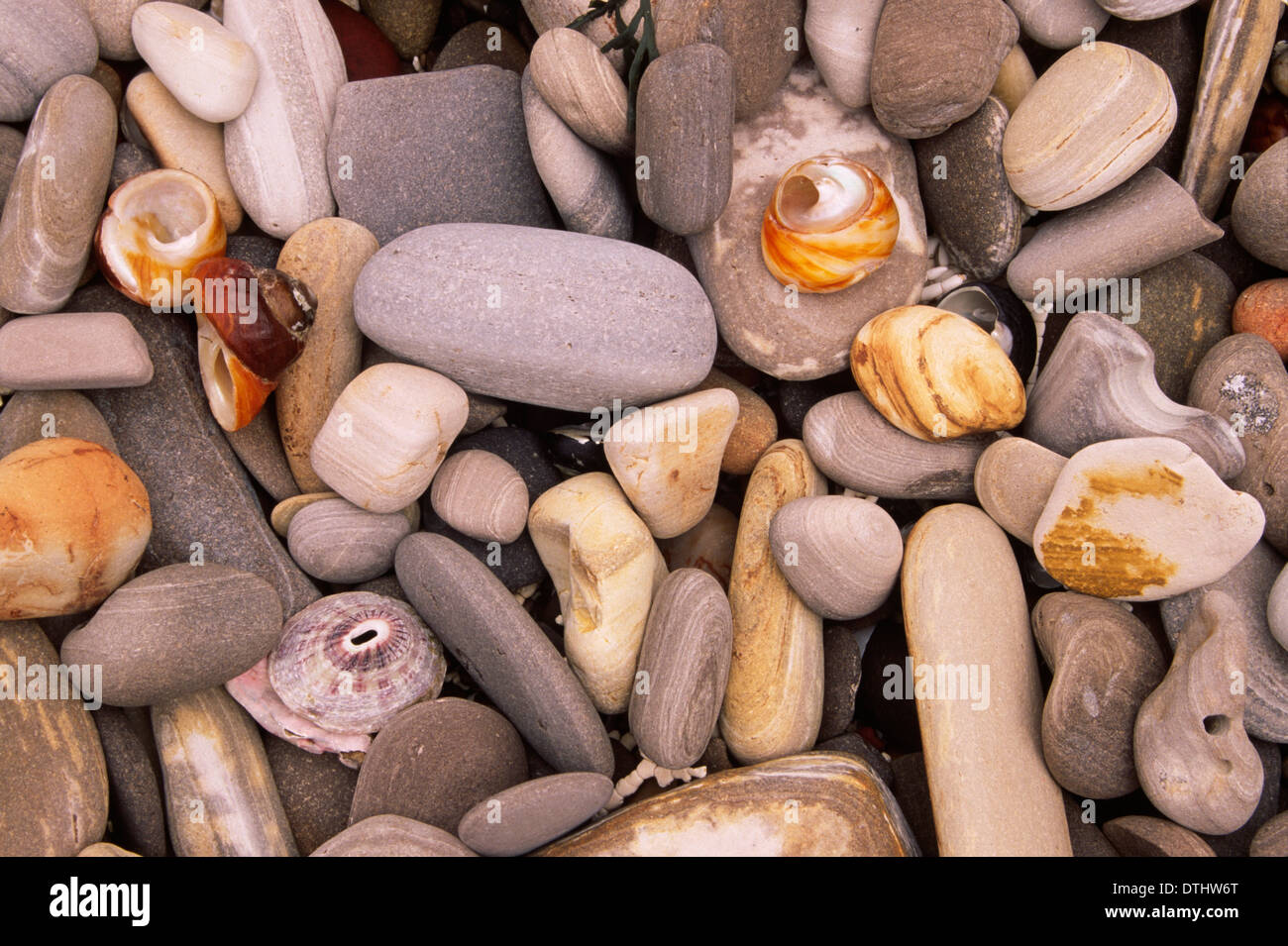 Beach cobbles and shells, Montana de Oro State Park, California Stock ...