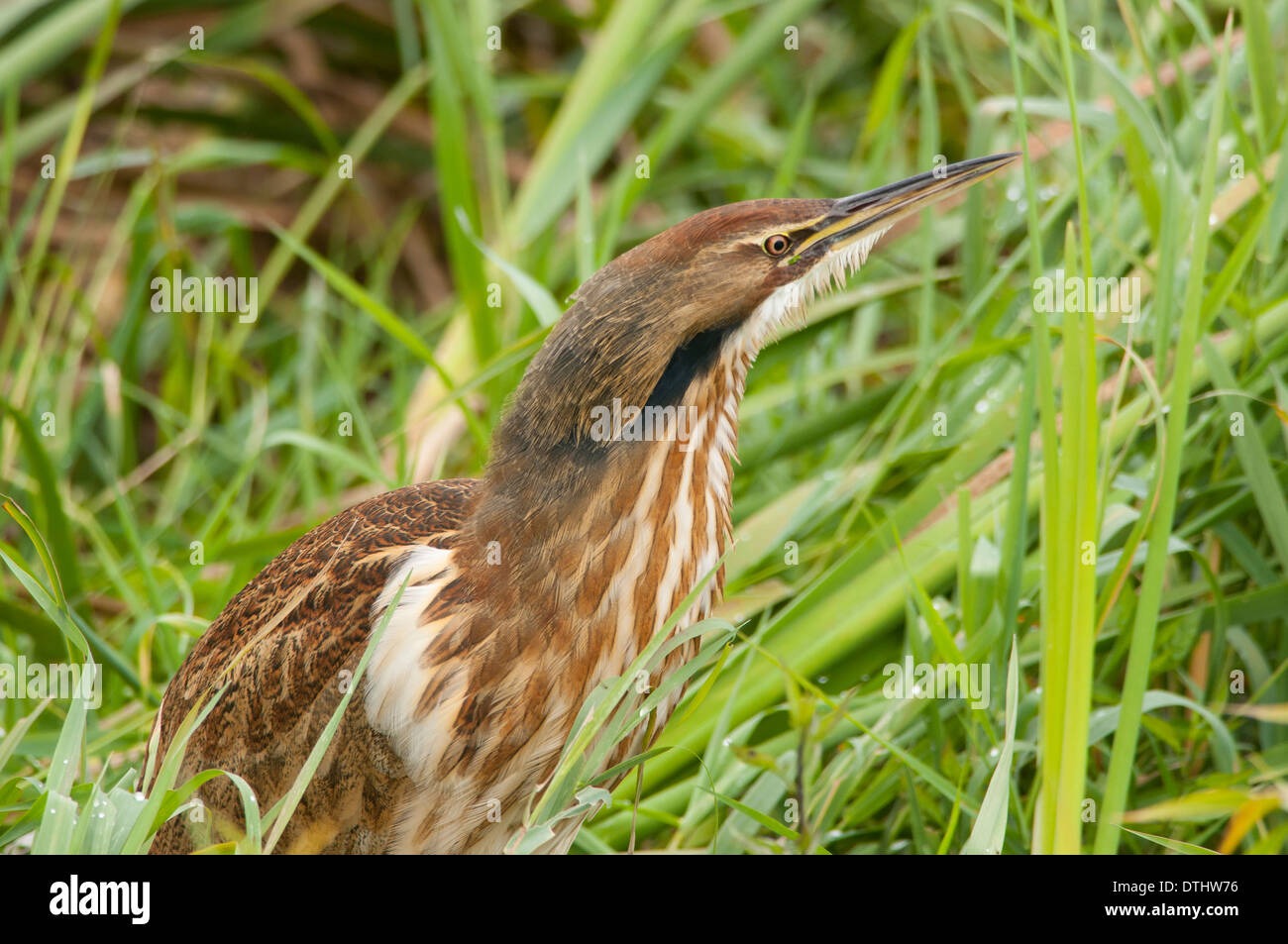 American Bittern hiding in the reeds Stock Photo - Alamy