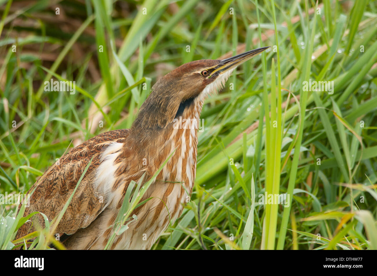American bittern hiding in the reeds hi-res stock photography and ...