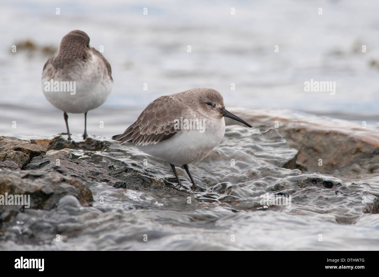 Shorebirds of british columbia hi-res stock photography and images - Alamy