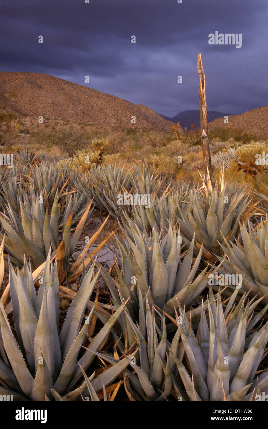 San Felipe Wash agave, Anza Borrego Desert State Park, California Stock ...