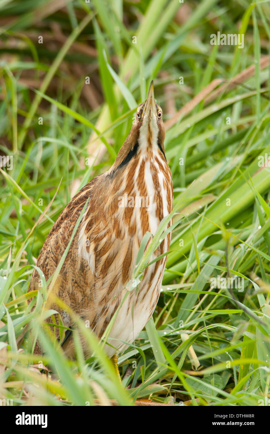 American bittern hiding in the reeds hi-res stock photography and ...