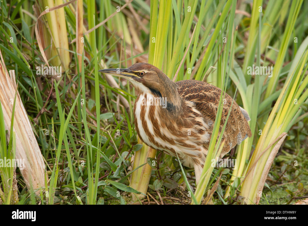 American Bittern hiding in the reeds Stock Photo - Alamy